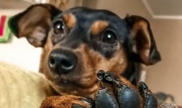 The 160 Funniest Dog Names for Your Pawsome Puppy - PetPress