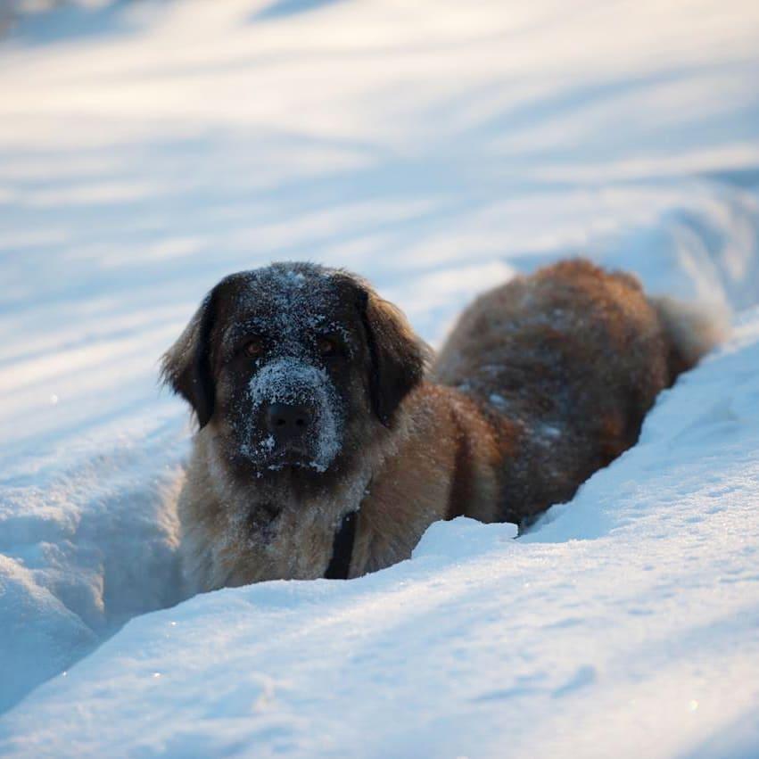 The 15 Cutest Leonbergers You Have Ever Seen - Page 3 of 3 - PetPress