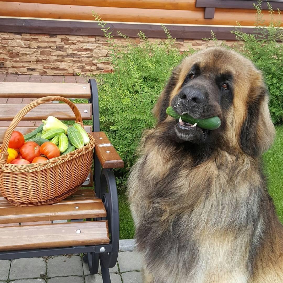 The 15 Cutest Leonbergers You Have Ever Seen | PetPress