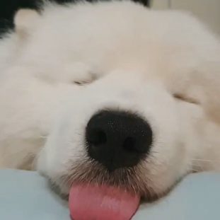 14 Interesting Facts About Samoyed Dogs | Page 2 of 3 | PetPress