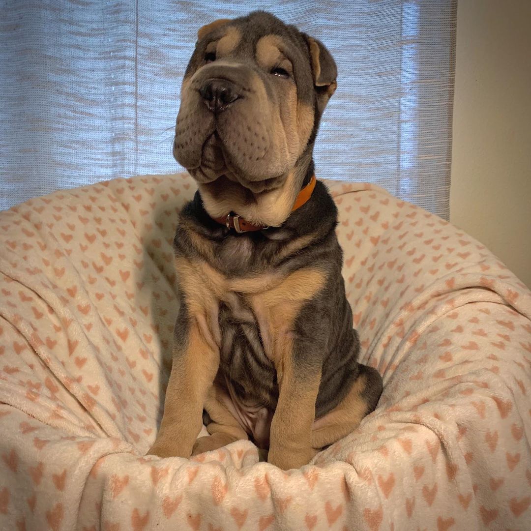 14 Interesting Facts About Shar-Peis - PetPress