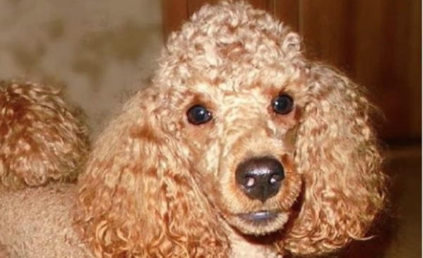 14 Poodle Pictures That Will Make Your Day Much Brighter - PetPress