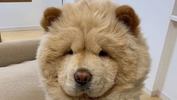 14 Cute Pictures Of Black Chow Chows That Will Make Your Mouth Smile ...