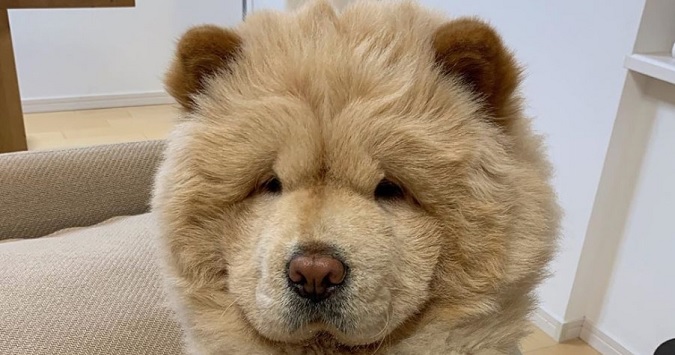 14 Lovely Chow Chow Pictures To Make Your Day - PetPress