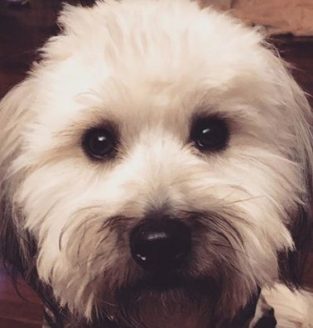 27 Havanese Mix Breeds – The Popular and Adorable Hybrid Dogs | PetPress