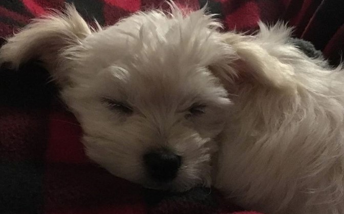 27 Havanese Mix Breeds – The Popular and Adorable Hybrid Dogs | PetPress