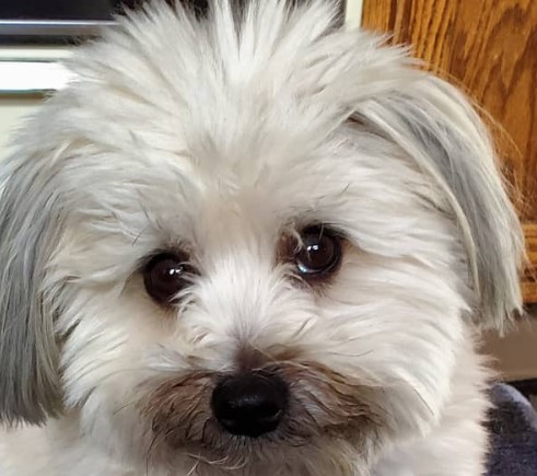 27 Havanese Mix Breeds – The Popular and Adorable Hybrid Dogs | PetPress