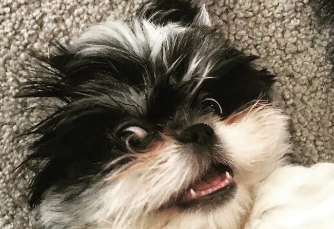 27 Havanese Mix Breeds – The Popular and Adorable Hybrid Dogs | PetPress