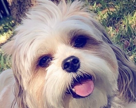 27 Havanese Mix Breeds – The Popular and Adorable Hybrid Dogs | PetPress