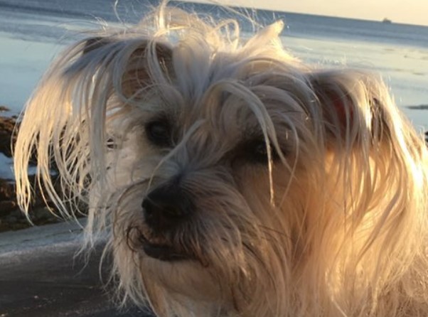 27 Havanese Mix Breeds – The Popular and Adorable Hybrid Dogs | PetPress