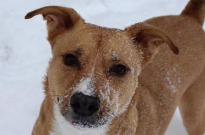 5 Whippet Mix Breeds – The Popular and Adorable Hybrid Dogs | PetPress