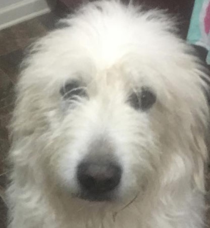 18 Great Pyrenees Mix Breeds – The Popular and Adorable Hybrid Dogs ...