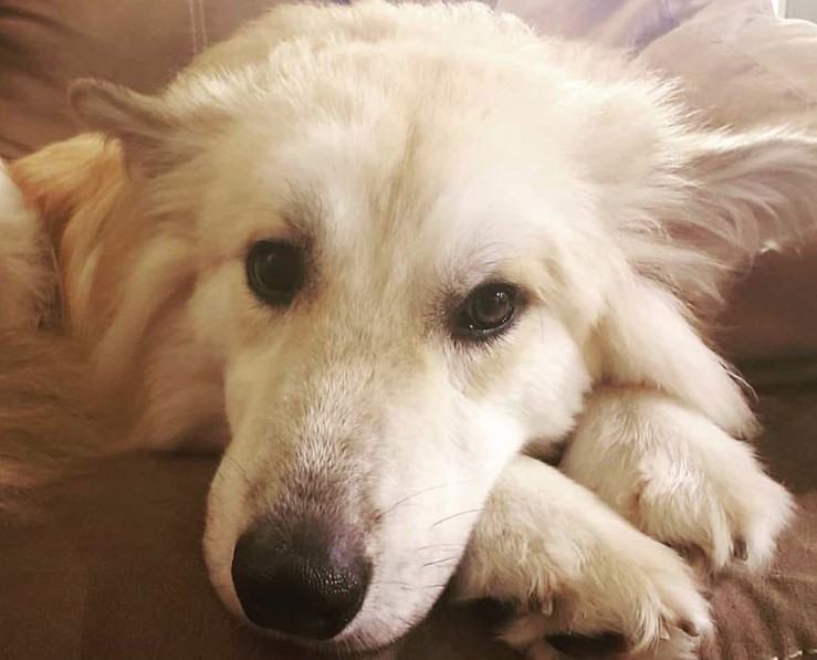 18 Great Pyrenees Mix Breeds – The Popular and Adorable Hybrid Dogs ...