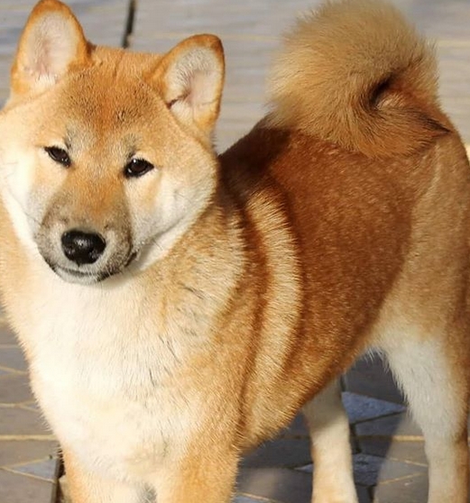 130 Female Dog Names for Japanese Dogs (with Meanings)