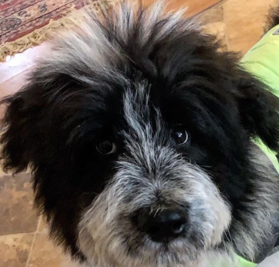 3 Samoyed Mix Breeds – The Popular and Adorable Hybrid Dogs | PetPress