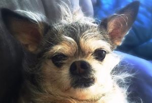 24 Brussels Griffon Mix Breeds – The Popular and Adorable Hybrid Dogs ...