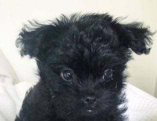 24 Brussels Griffon Mix Breeds – The Popular and Adorable Hybrid Dogs ...