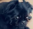 24 Brussels Griffon Mix Breeds – The Popular and Adorable Hybrid Dogs ...