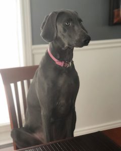 15 Adorable Facts About Weimaraners | Page 2 of 4 | PetPress