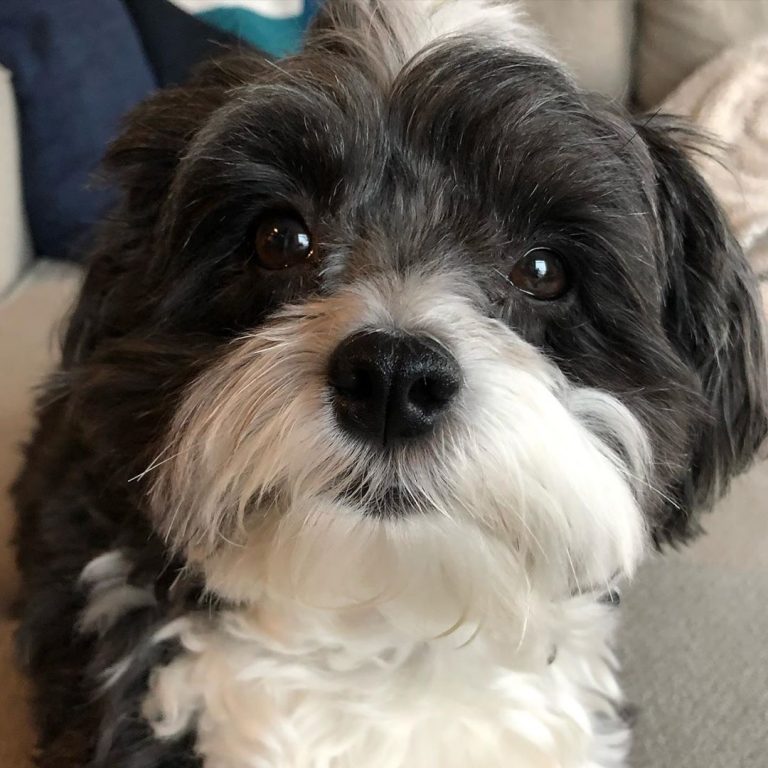 14 Magnificent Reasons To Adore Havanese Dogs PetPress