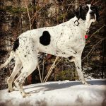 14 Incredible Facts About English Pointers | PetPress
