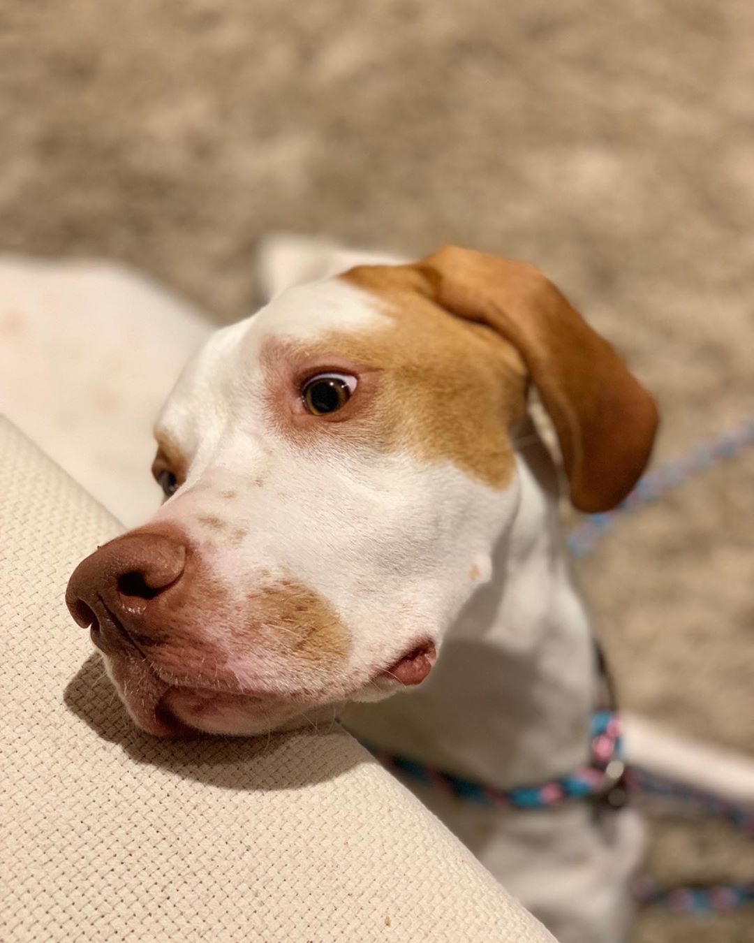 14 Incredible Facts About English Pointers | PetPress