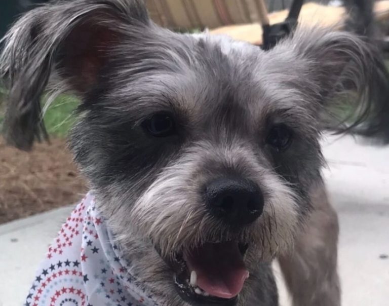 25 Scottish Terrier Mix Breeds – The Popular and Adorable Hybrid Dogs ...