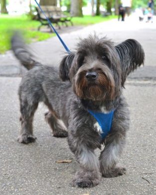 25 Scottish Terrier Mix Breeds – The Popular and Adorable Hybrid Dogs ...