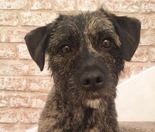 25 Scottish Terrier Mix Breeds – The Popular and Adorable Hybrid Dogs ...