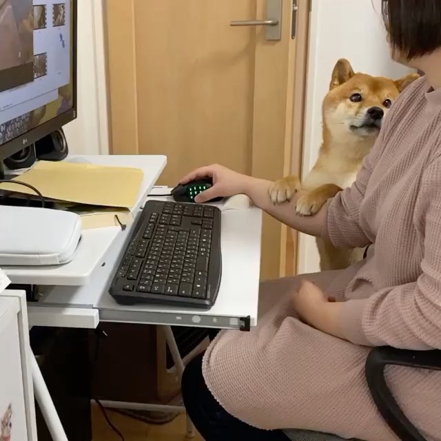 14 Surprising Facts that Shiba Inu People Need You to Know - PetPress