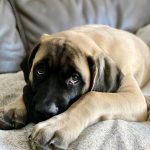 14 Fun Facts About the English Mastiff | Page 2 of 3 | PetPress