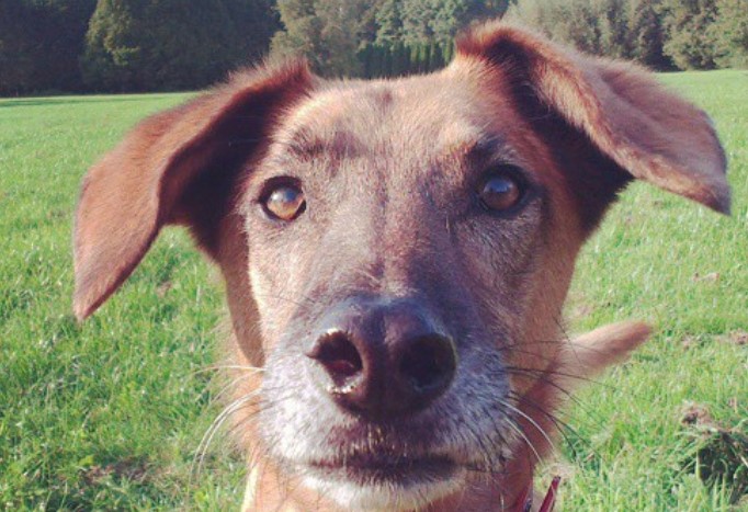 4 Belgian Malinois Mixes That'll Melt Your Heart - PetPress