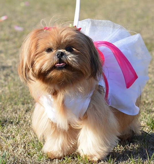 14 Cute Pictures Proving That Shih Tzu Can Spread Their Love Everywhere ...