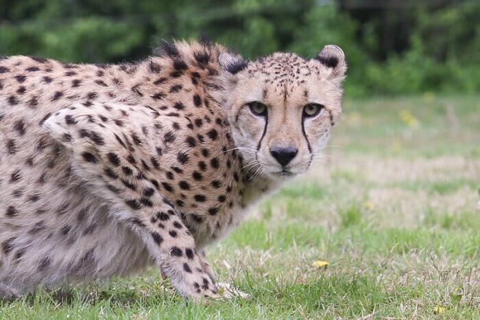 Cheetah Names: 180 Best & Famous Names for Cheetahs