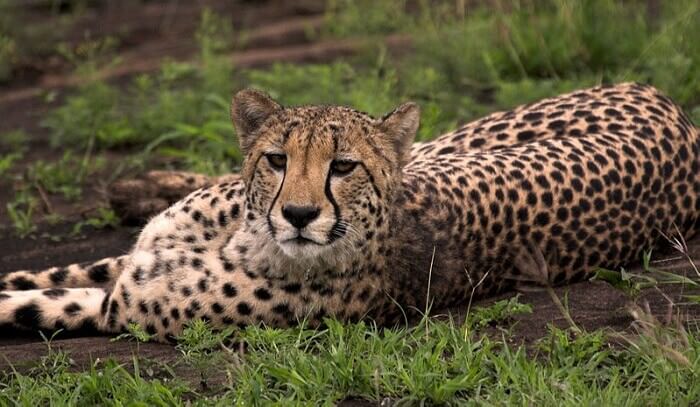 Cheetah Names: 180 Best & Famous Names for Cheetahs