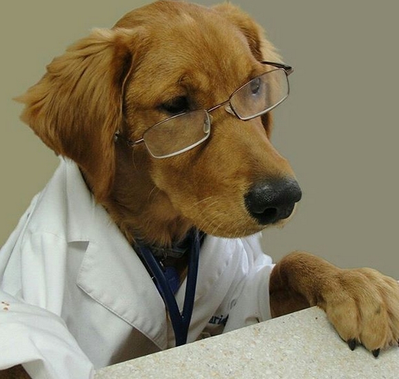 Top 50+ Unique Dog Names Inspired by Medicine - PetPress