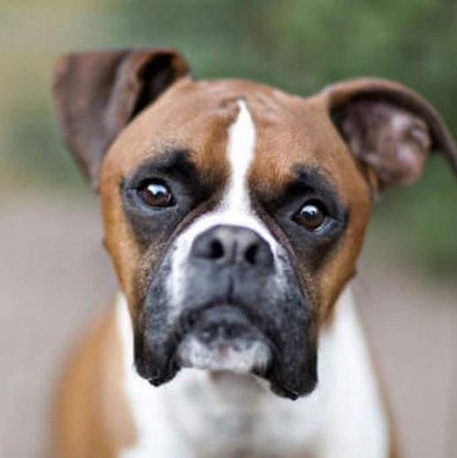 The 50 Best Male Dog Names and Meanings - PetPress