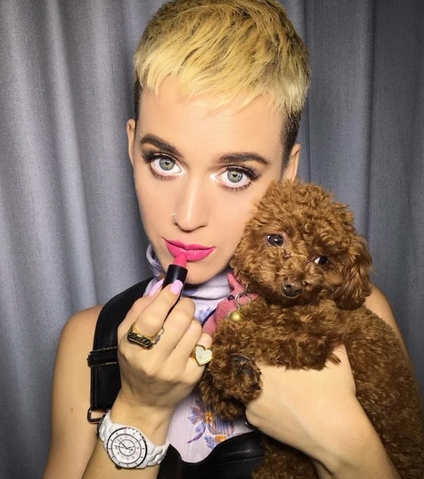 Top 70+ Cute Dog Names Inspired by Celebrities - PetPress