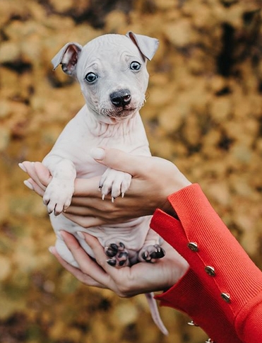 150+ Unusual Dog Names Inspired by Cities - PetPress