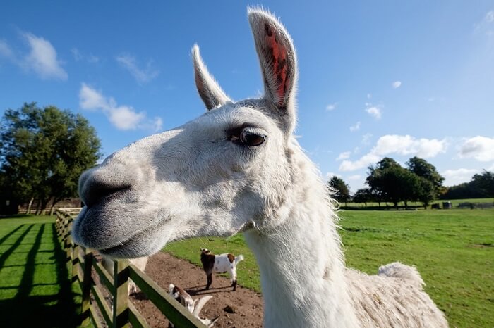 120 Best Llama Names - Cute & Funny Names for Your Llama