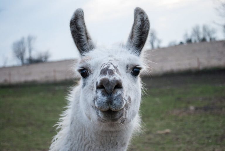 120 Best Llama Names - Cute & Funny Names for Your Llama