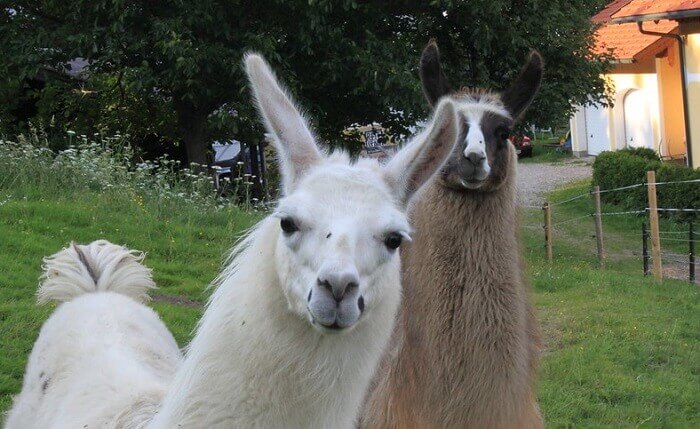 120 Best Llama Names - Cute & Funny Names for Your Llama