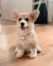 14 Lovely Corgi Facts Proving That They Are The Best Friends | PetPress