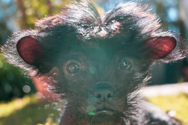 21 Chinese Crested Mix Breeds – The Popular and Adorable Hybrid Dogs ...