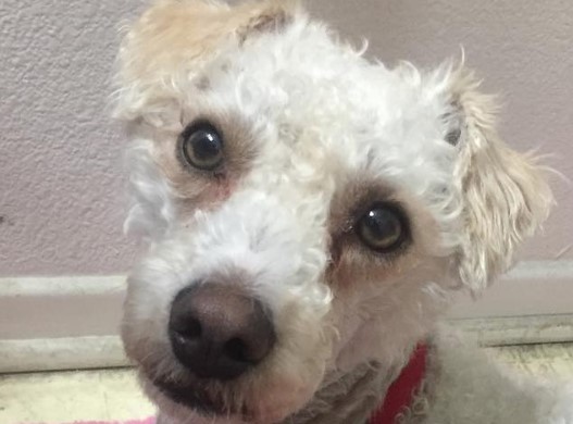 21 Chinese Crested Mix Breeds – The Popular and Adorable Hybrid Dogs ...