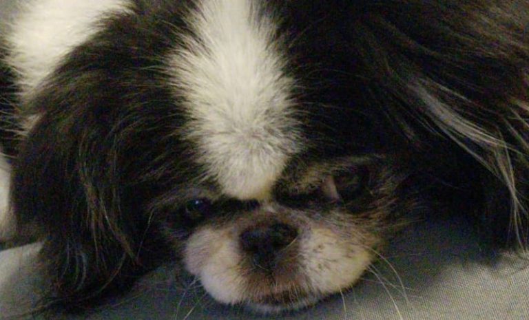 21 Chinese Crested Mix Breeds – The Popular and Adorable Hybrid Dogs ...