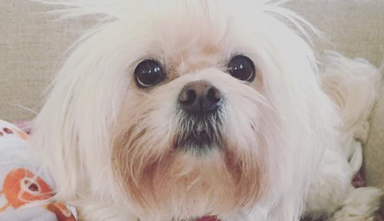 21 Chinese Crested Mix Breeds – The Popular and Adorable Hybrid Dogs ...