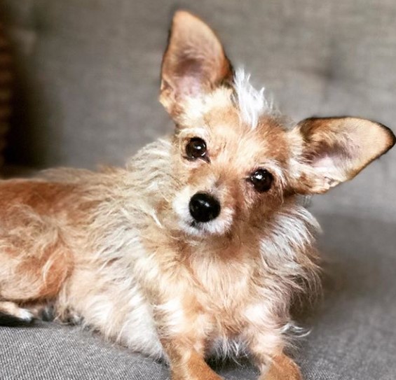 21 Chinese Crested Mix Breeds – The Popular and Adorable Hybrid Dogs ...