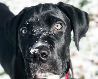 6 Cane Corso Italiano Mix Breeds – The Popular and Adorable Hybrid Dogs ...