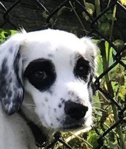 15 Dalmatian Mix Breeds – The Popular and Adorable Hybrid Dogs - PetPress